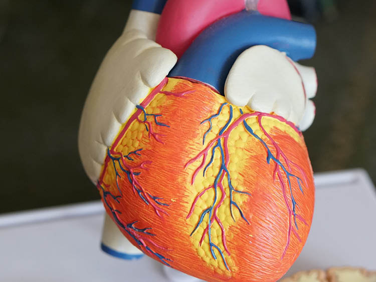 Heart Health Essentials With Dr Ross Walker – Go Vita