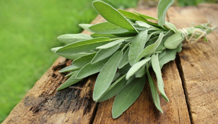 Improving brain function and cognition with sage – Go Vita