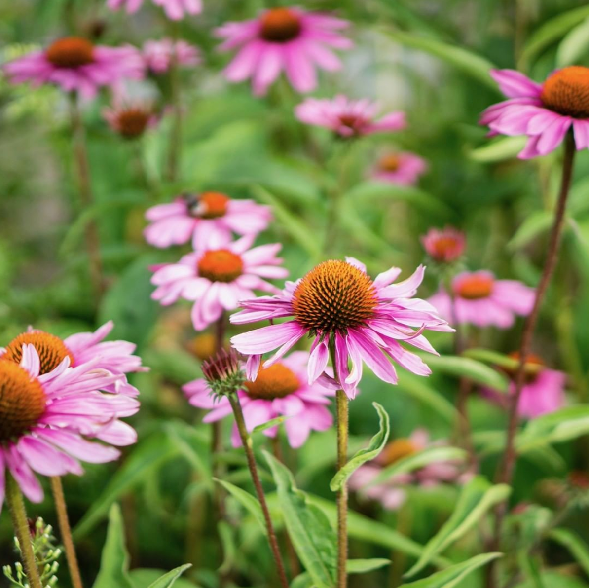 Fresh local herbs are the remedy – Go Vita