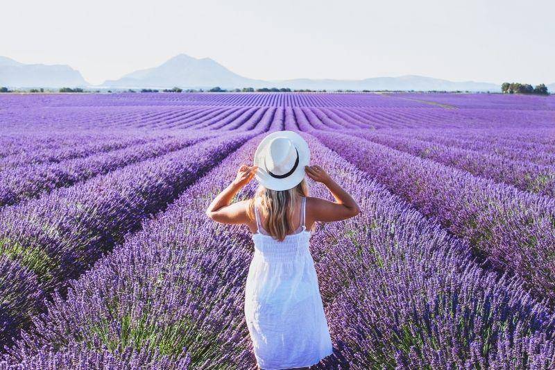 health benefits of lavender – Go Vita